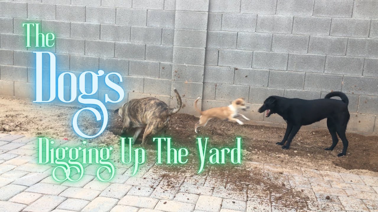 The Dogs Digging Up The Yard - YouTube