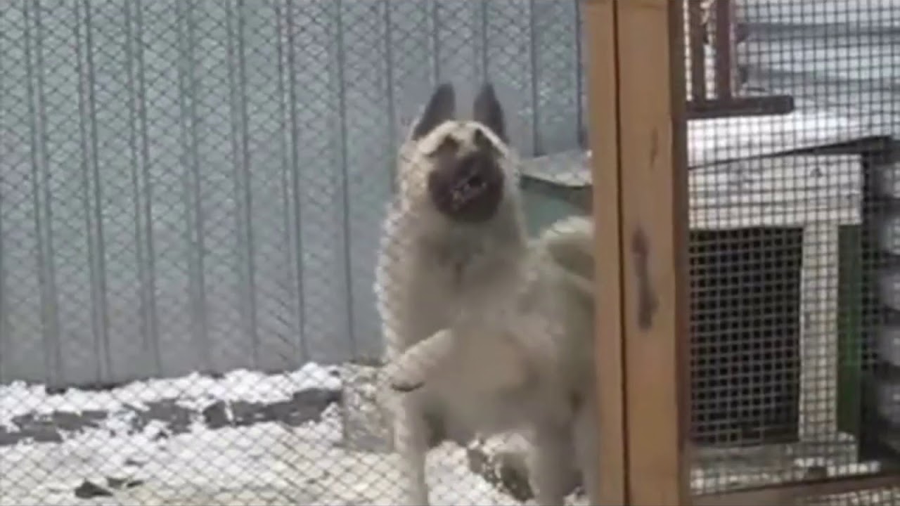Dancing German shepherd - YouTube