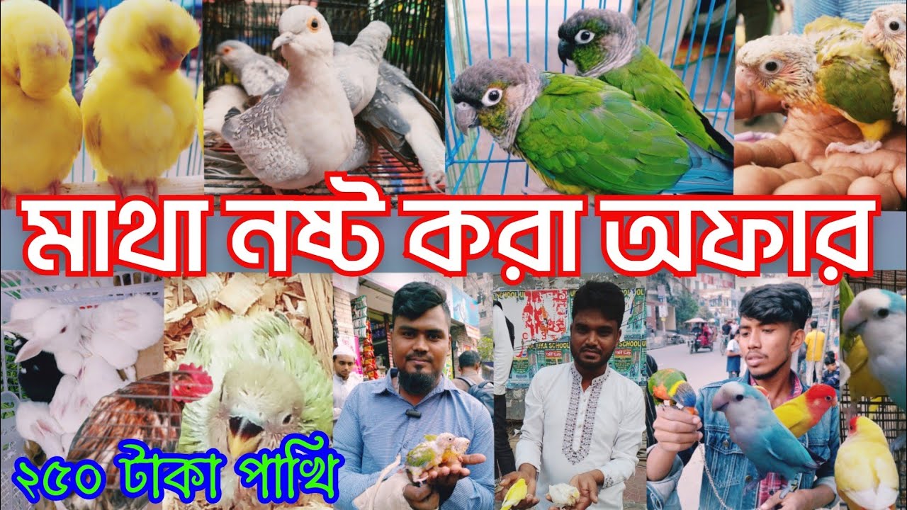 Bazigar Bird