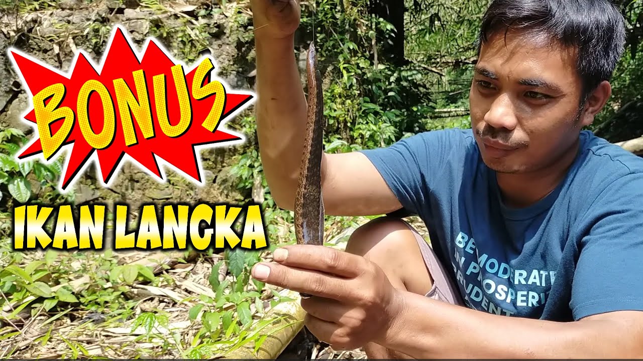 Mancing di Sungai Air Jernih, Ada Ikan Apa Aja Ya? - YouTube