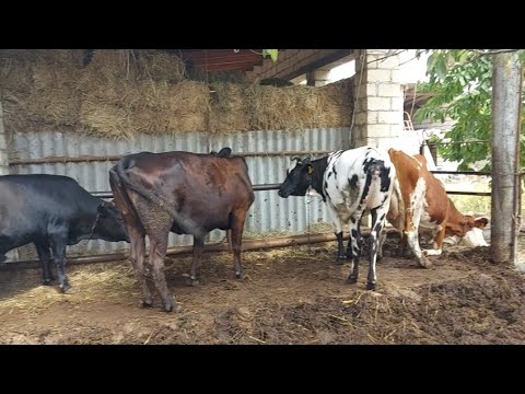 Ana Bala İnək Almaq Sərfəlidi Yoxsa Buzov Alıb Böyütmək