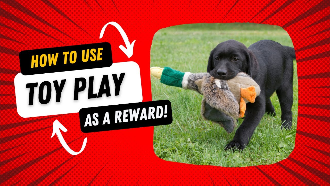 How to use toy play as a reward - Dog training videos - YouTube