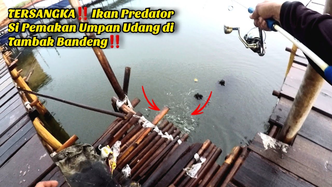 TERSANGKA‼️ Ikan Predator Pemakan Umpan Udang di Tambak Pemancingan ...