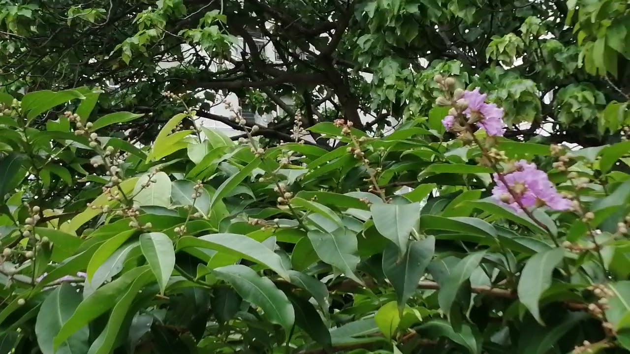 BANABA TREE MORE BENEFITS - YouTube