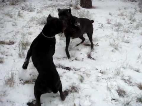 Cane Corso μάχη στα χιόνια - Cane Corso Snow fight - YouTube