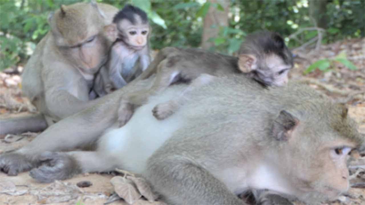 baby monkey Do Like This | Mother Take Care Son | Cute Baby Monkey So ...