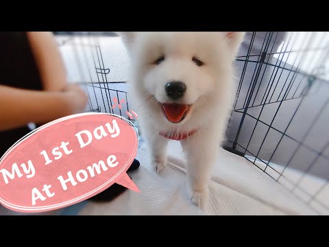 Samoyed Puppy First Day at Home | Ha..So Cute!