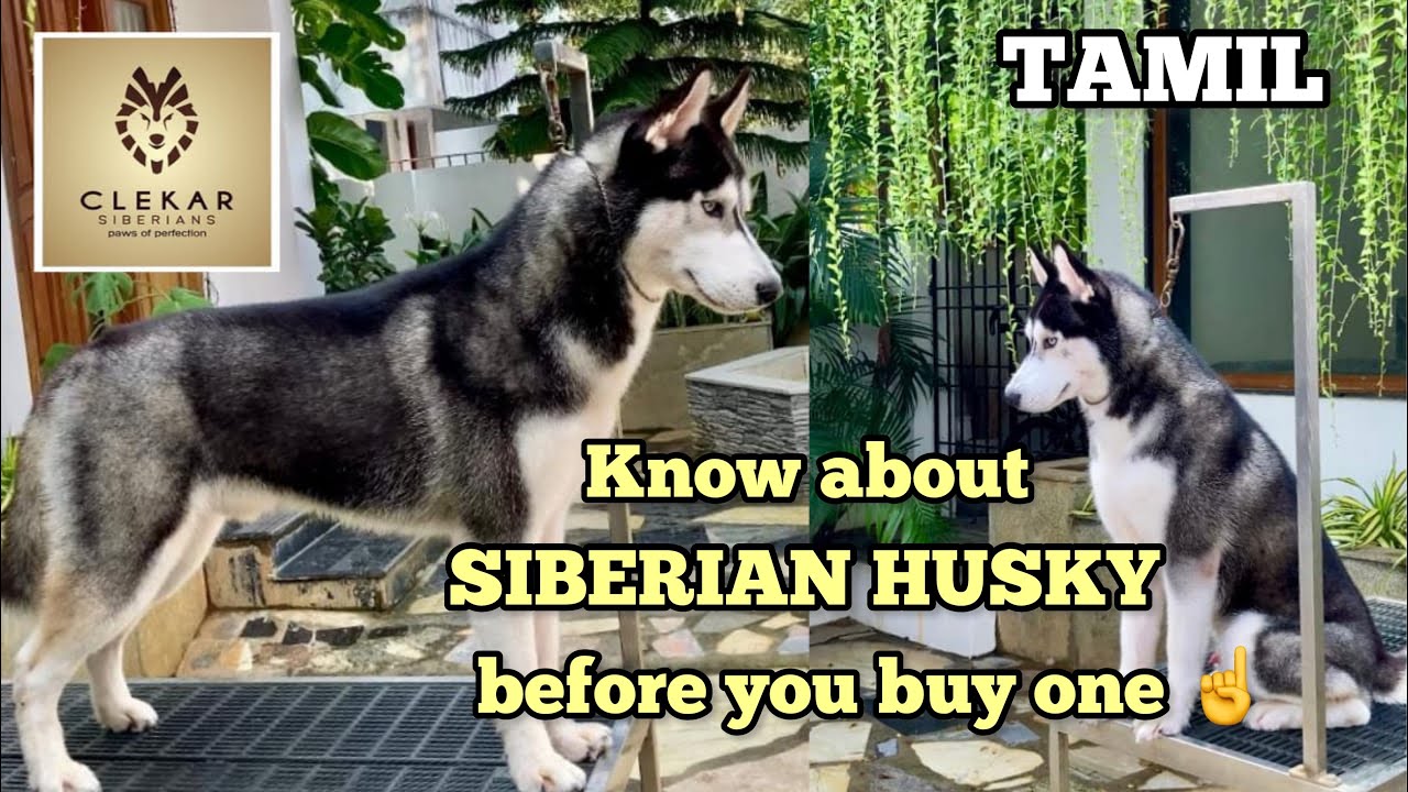 Know about SIBERIAN HUSKY breed standard ? - YouTube