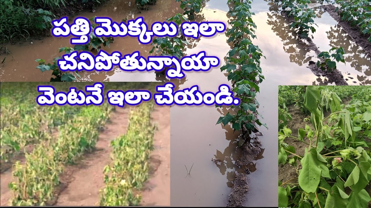 cotton Parawilt problem | patthi veru kullu tegulu nivarana | Parawilt ...