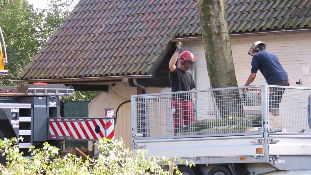 boomrooierij weijtmans in hilvarenbeek boom rooien - YouTube