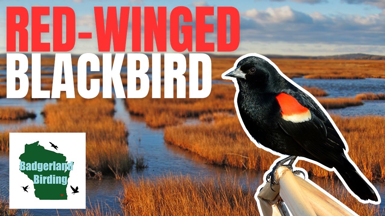 Red-winged Blackbird: Song/Call and Everything You Need To Know! - YouTube