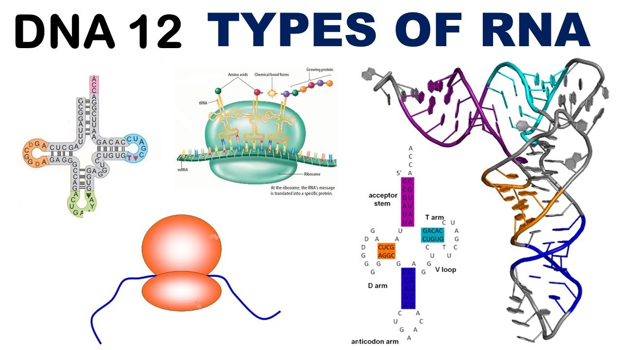 Types Of RNA | rRNA | tRNA | Holly's Clover Leaf Model of tRNA ...