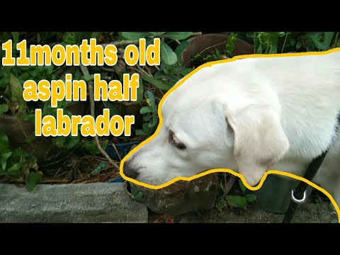 11months old aspin half labrador (Morning with me ep.3)-cloudy - YouTube