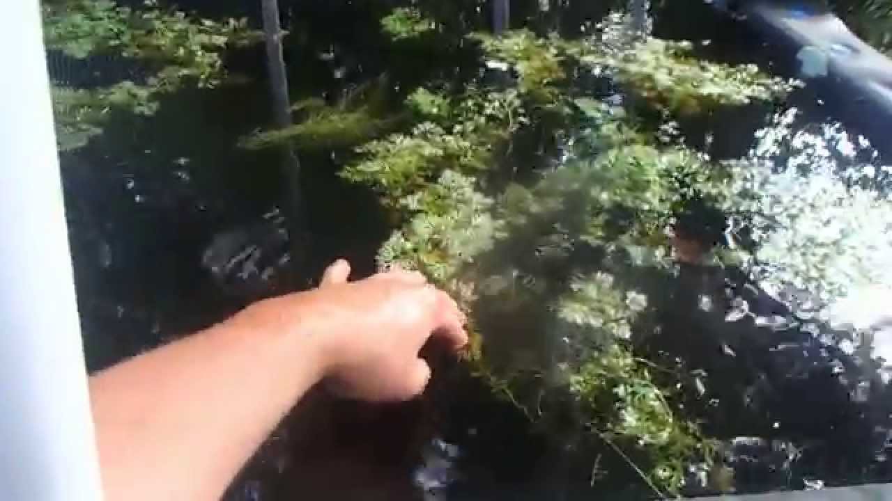 365 pond build BREEDING fish outside HOW TO keep ponds crystal clear ...