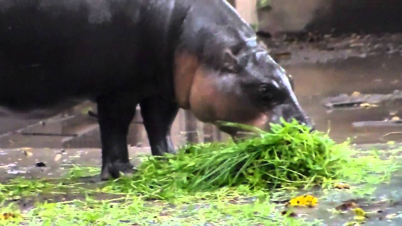 Koleksi Hewan KBS, Kuda Nil Mini Makan Rumput 21 - YouTube