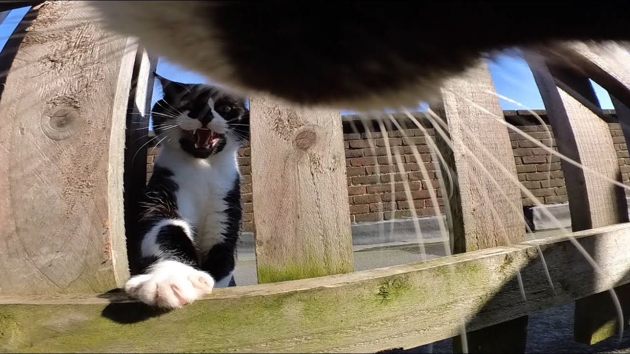 Cat wearing camera meets an unfriendly stray cat - YouTube