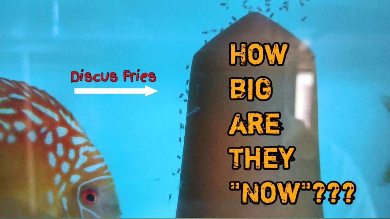 Discus Fish Breeding: A captivating journey from egg to fry @ROYALAQUA ...