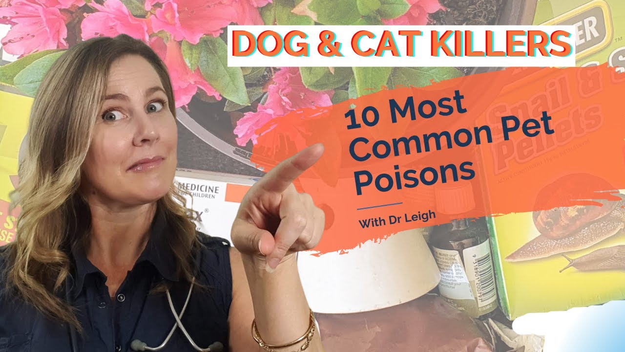 10 Most Common Pet Poisons To Keep Your Dog & Cat Away From - YouTube
