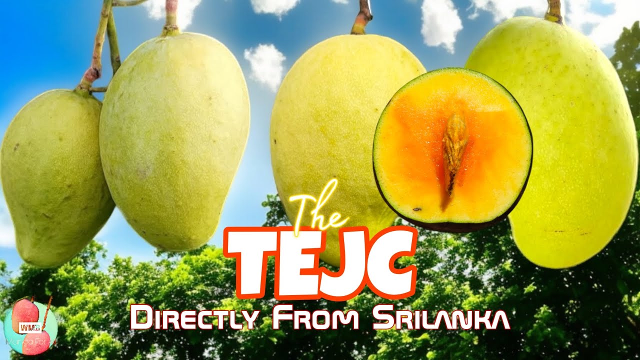 TEJC Mango - A Complete Review || Comparison with Indian Mangoes || টি ...