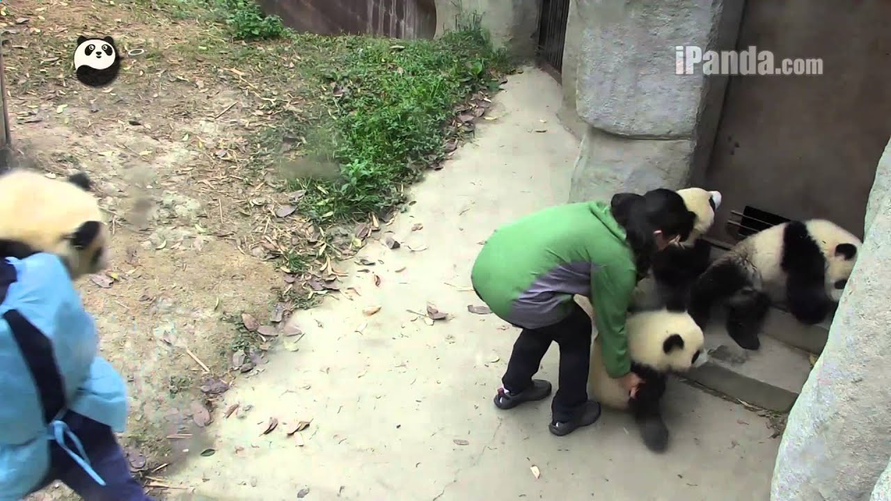 Panda cubs playing with keepers (part 3) - YouTube