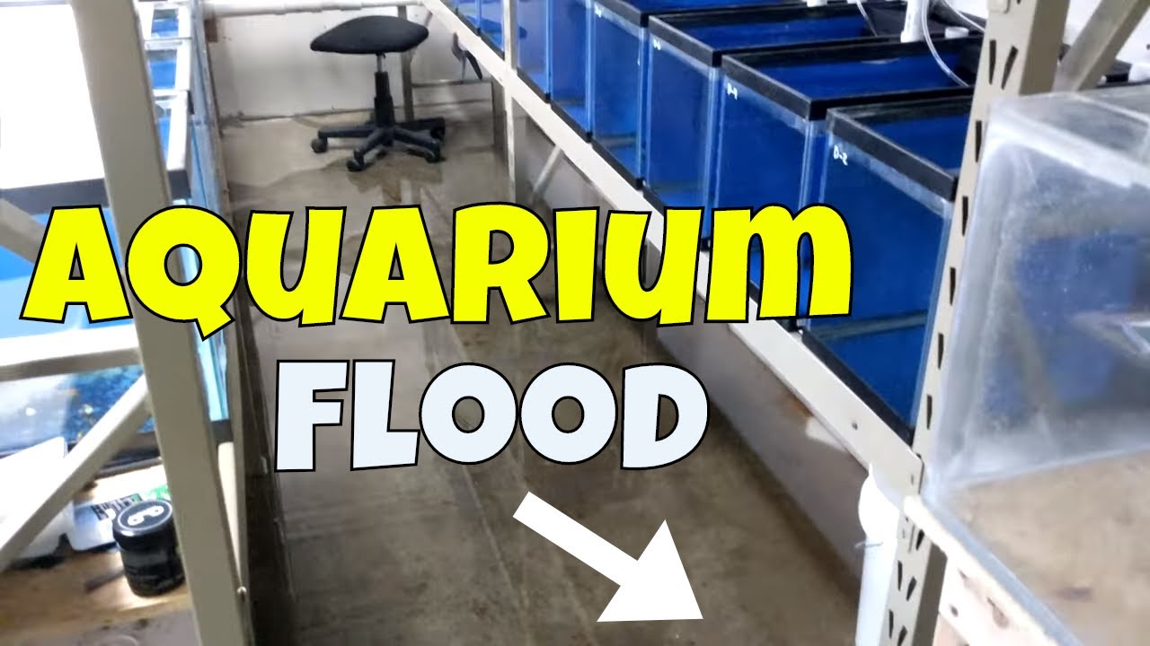 Top 5 Aquarium Disasters at Flip Aquatics - Life isn't always Good ...