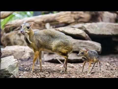 CERVO RATO DE JAVA| ANIMAL DE PORTE PEQUENO COMO UM GATO - YouTube