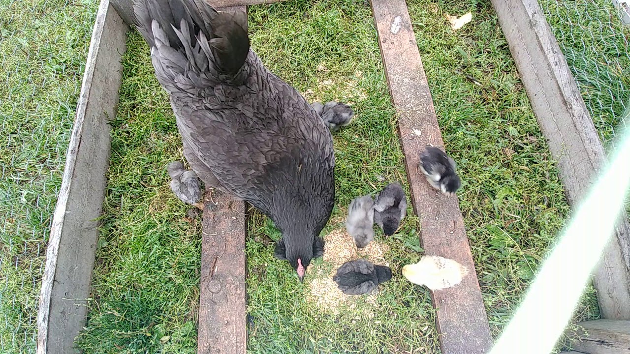 How To Catch 10 Baby Chicks Easily Free Range Chickens - YouTube