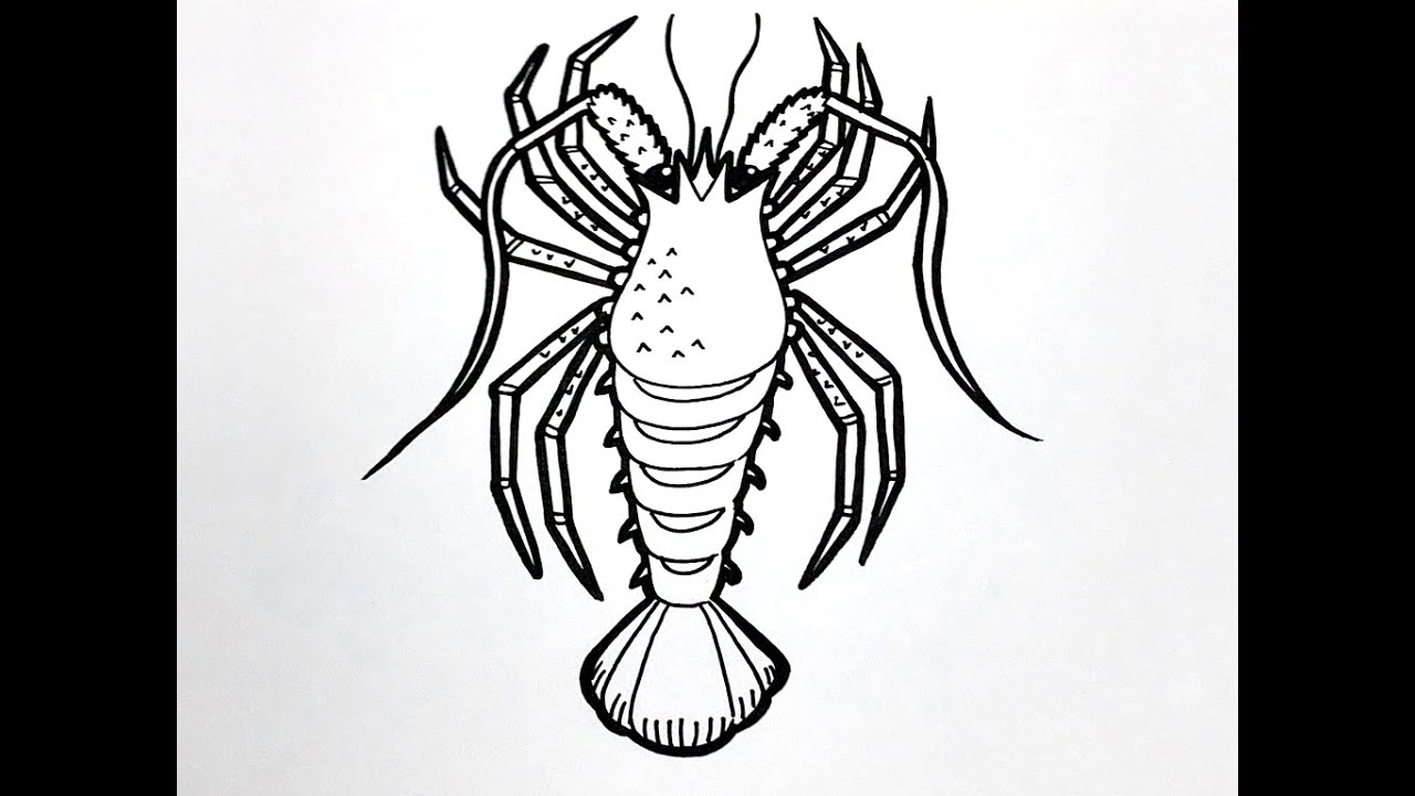 How To Draw Lobster 2 - YouTube