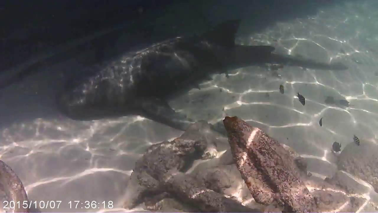 mergulho com tubarões em punta cana ( encontro sinistro com tubarão ...