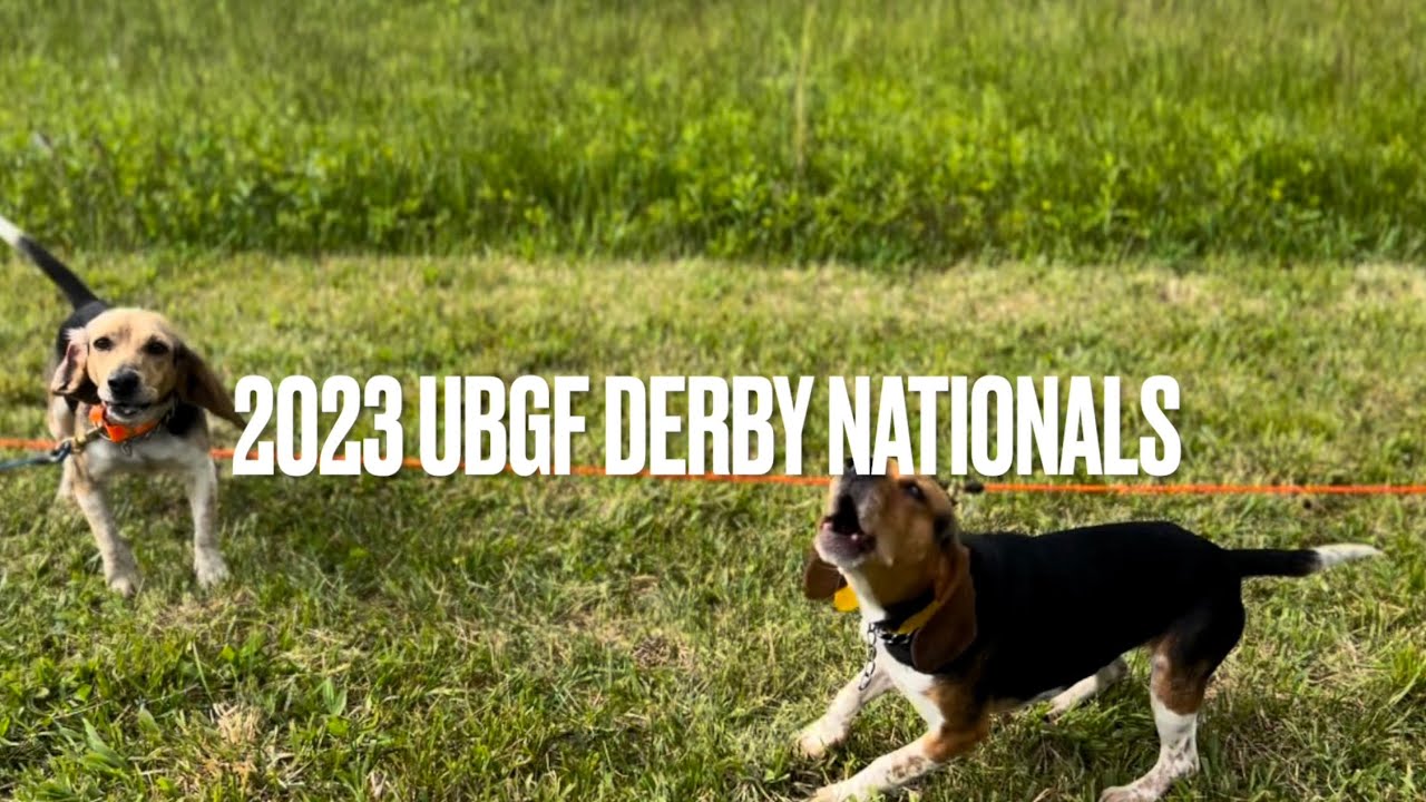 Beagle Field Trial/ UBGF Derby Nationals 2023 - YouTube