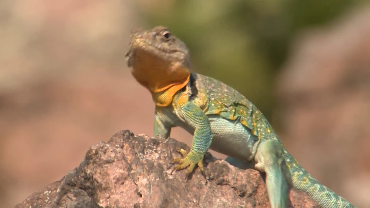 Collared Lizard - YouTube