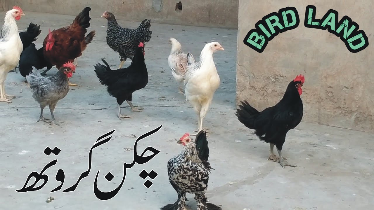 Chicken Growth (Day -1 to 4 Months) || Chicken Facts - YouTube