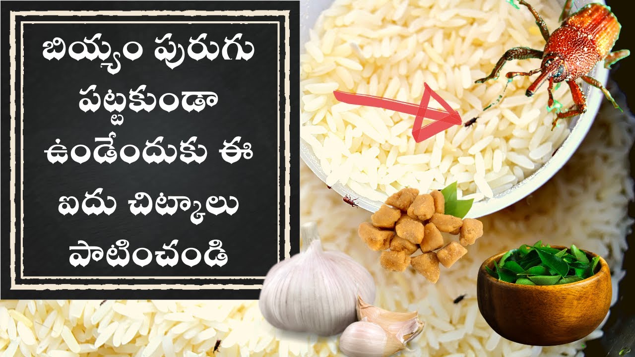 How to Prevent Worms, Insects in Stored Rice in Telugu I How to Store ...