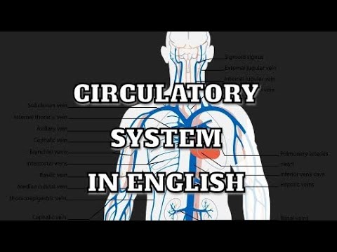 The Circulatory System Explained. Function, Structure & Key Components. important topic. BSC 5 ...