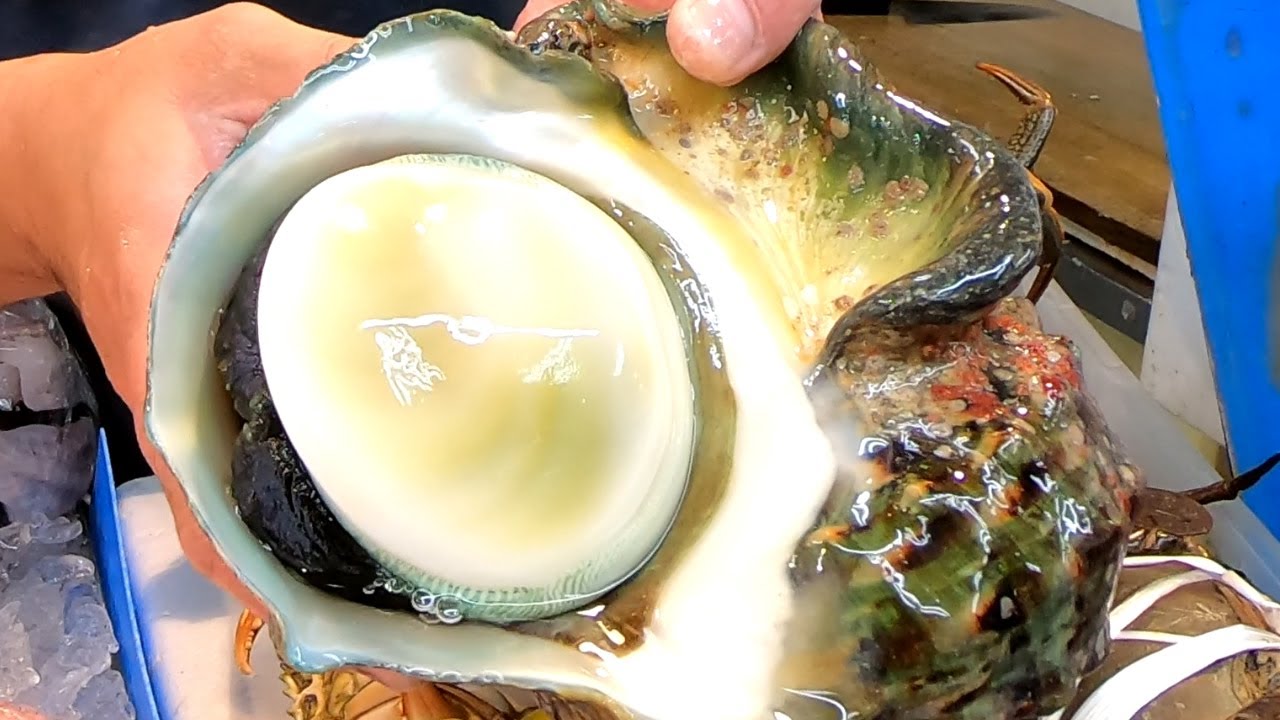 GIANT SEA SNAIL Sashimi Seafood巨大月光貝 - Japanese Street Food - YouTube