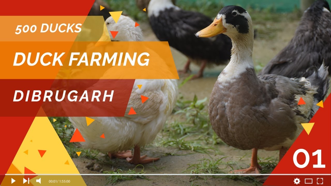 Duck Farming in Dibrugarh, Assam | হাঁহ পালন, ডিব্ৰুগড় - YouTube