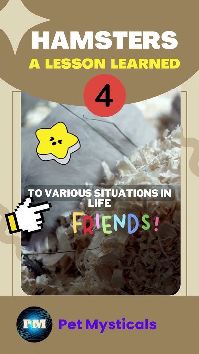 💑The Hamsters | A Lesson Learned 4: Hamsters have their unique ...
