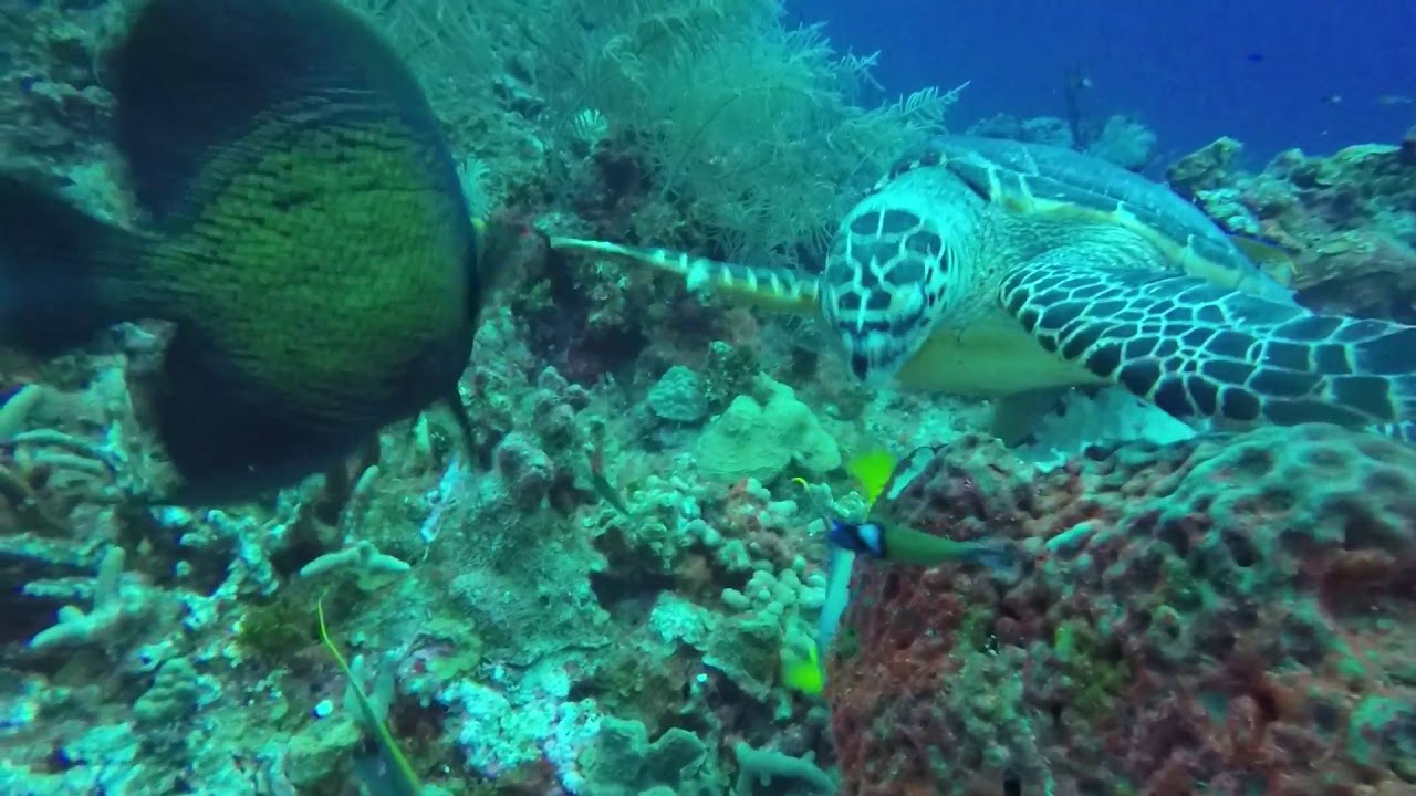 Turtle eating sponge - YouTube