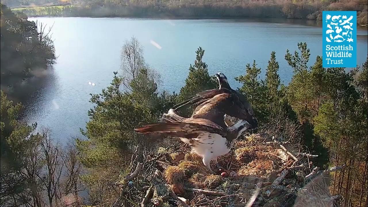 NC0 & LM12 Defend Nest from Ringed Intruder Blue/White 124 (Loch of the Lowes Osprey Webcam 2022 ...