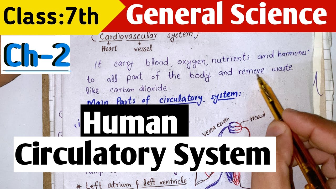 Ch-2 || Human Circulatory system || General science Class 7th - YouTube