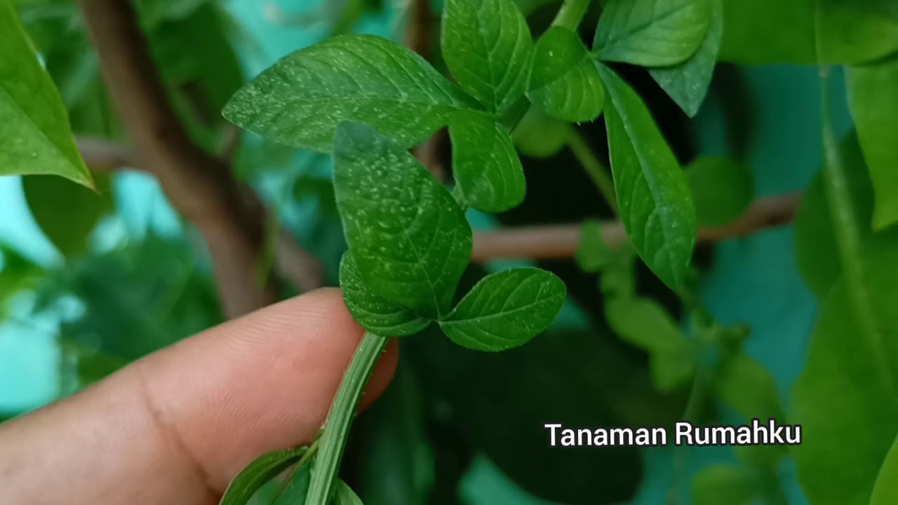 Tanaman Liar bunga ungu berbuah mirip buncis kecil ada yang tahu nama ...