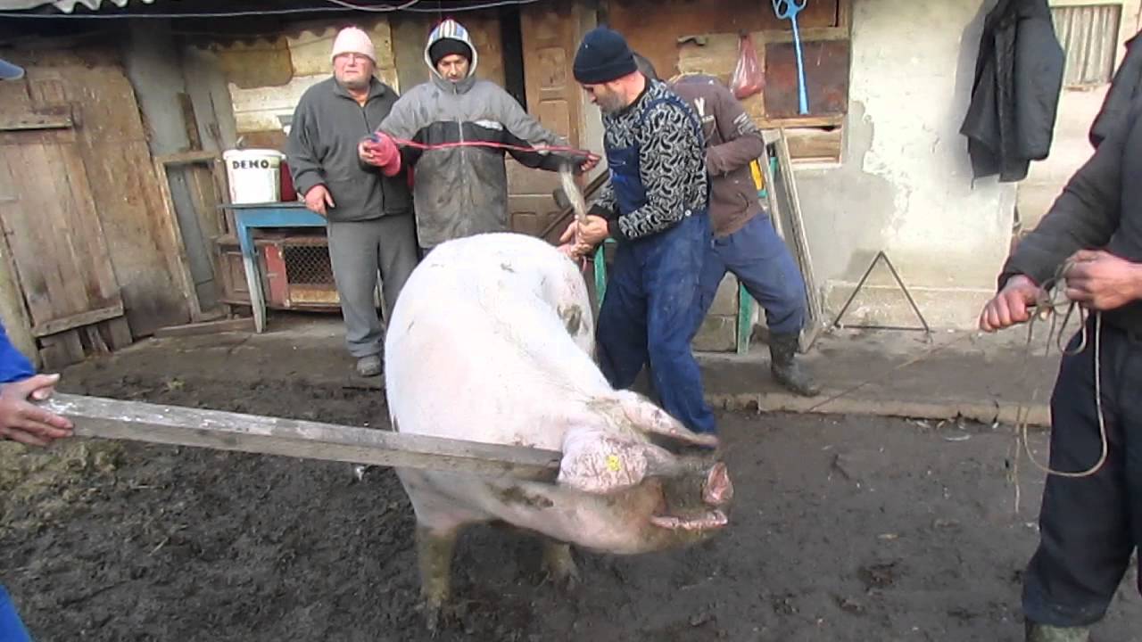 Cel mai mare porc ...380 kg - YouTube