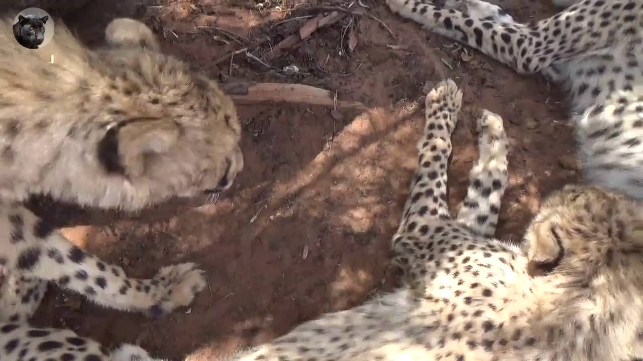 Young Cheetahs Purring - YouTube