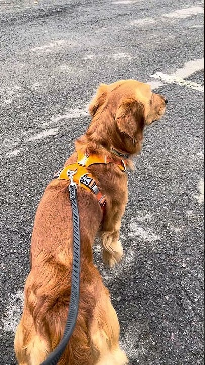 11/24/24 walk 1 - YouTube