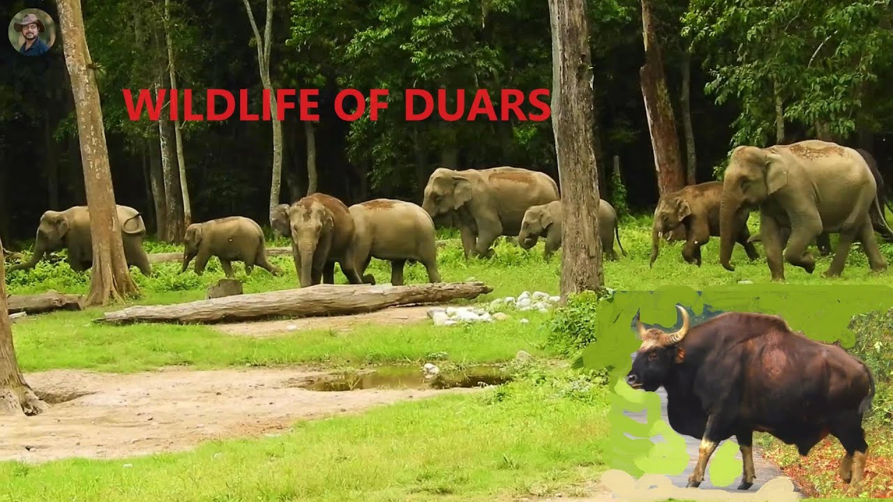 WILDLIFE OF DUARS - YouTube