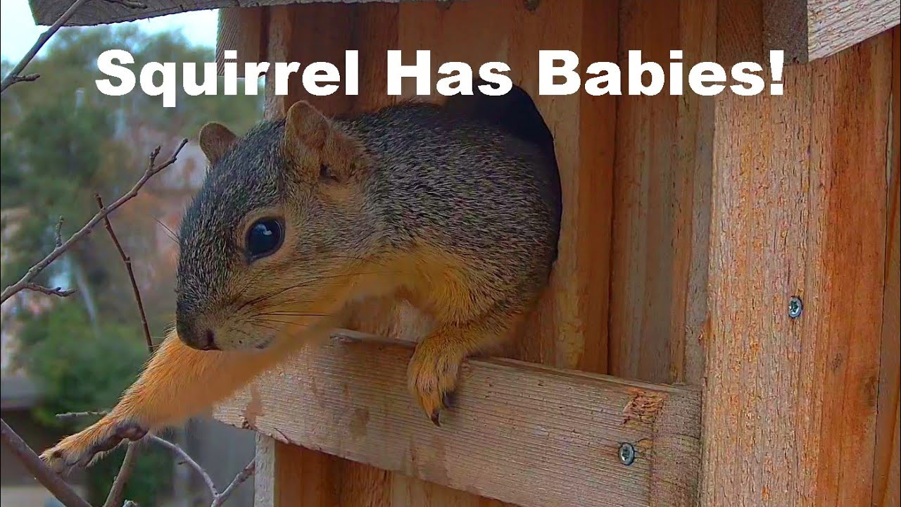 Fox Squirrel Gives Birth- Three Tiny Babies! Dallas Texas Jan 28, 2023 ...