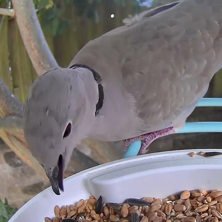 A collared dove feeding on the Netvue birdfy smart bird feeder - YouTube