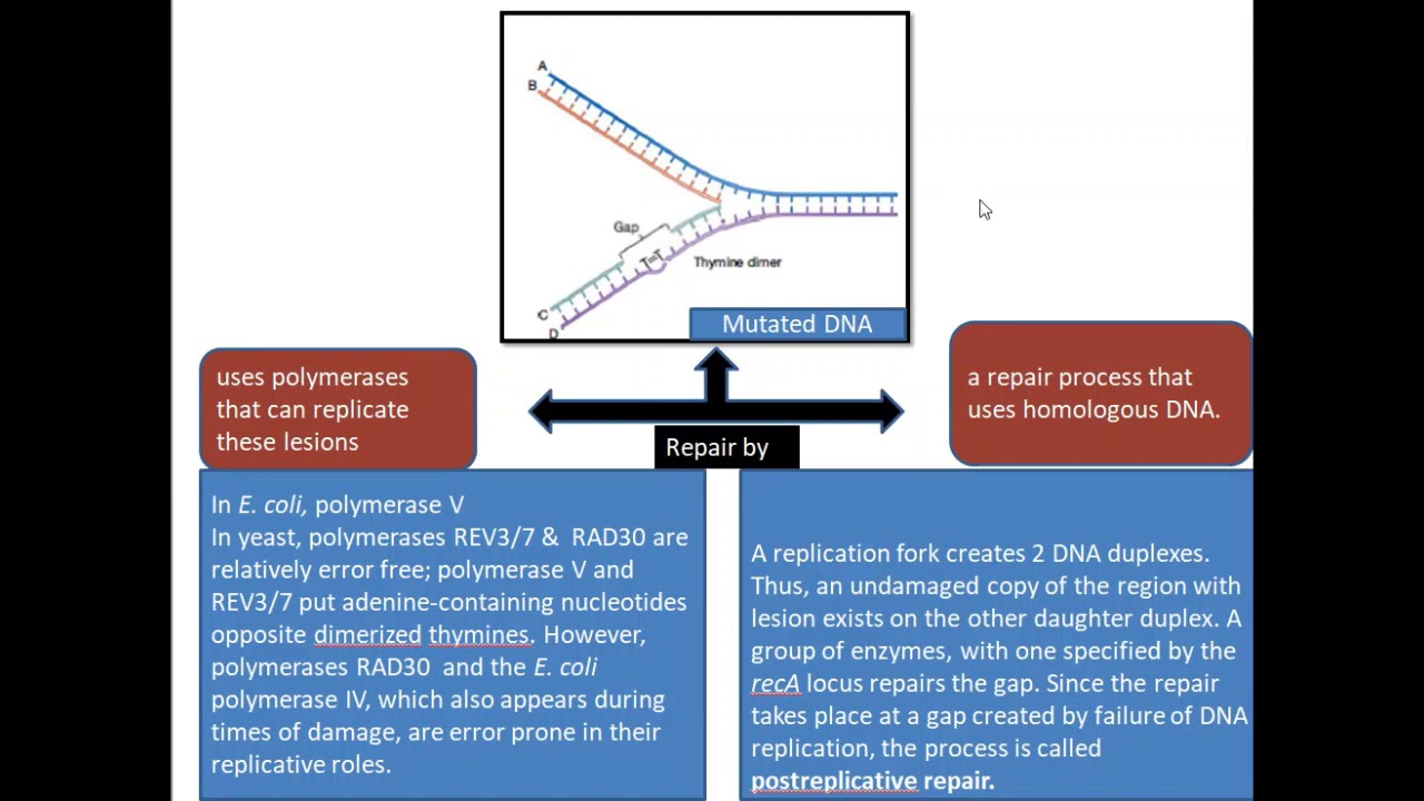 dna repair 5 post replication repair - YouTube
