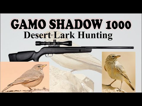 Gamo Shadow 1000 Airgun | Desert Lark Hunting - YouTube