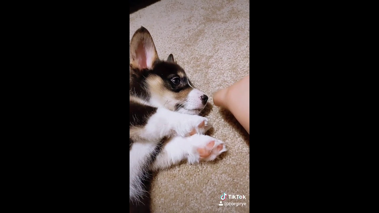 Cute Rye the Corgi Puppy Tik Tok compilation to cure your depression ...